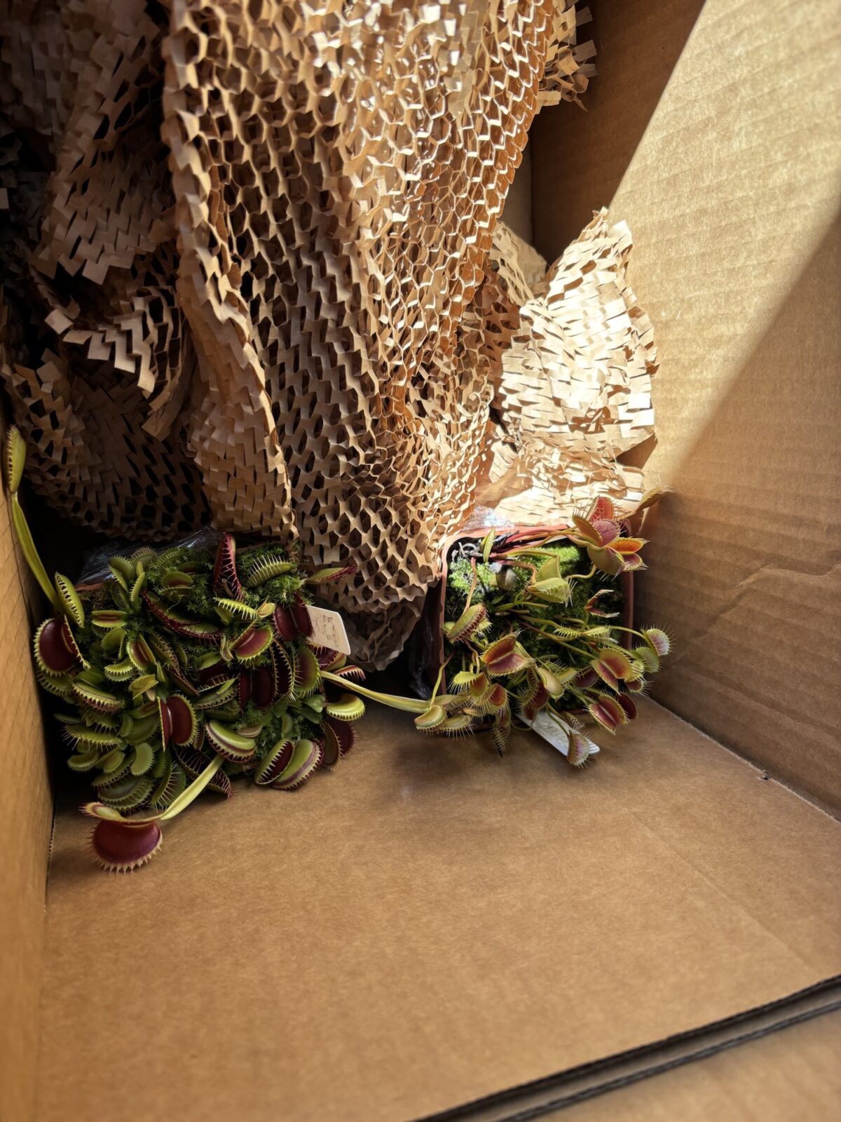 The Far Side – Julie Fredrickson